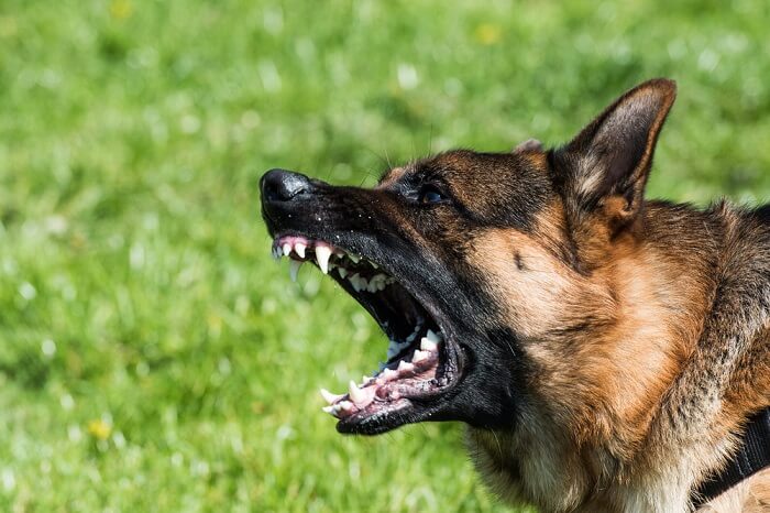 How To Deal With An Aggressive Dog How To Deal With An Aggressive Dog